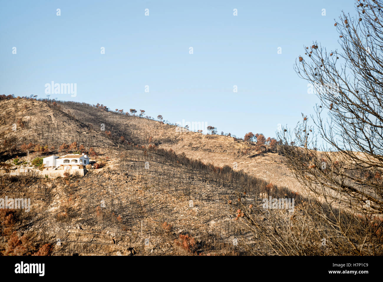 Aftermath of a large forest fire that left a devastated landscape Stock ...