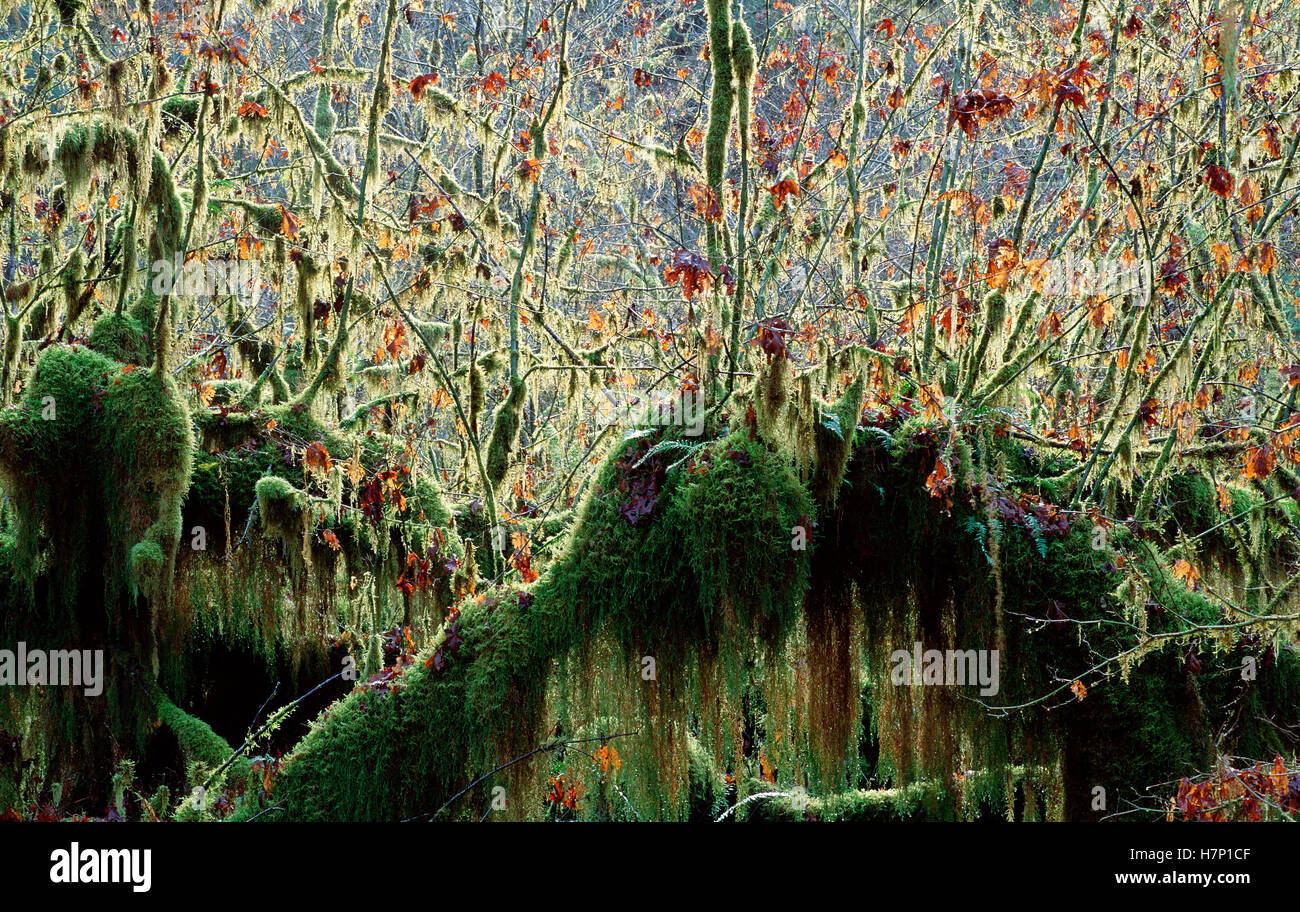 Temperate rainforest interior, Tongass National Forest, Alaska Stock ...