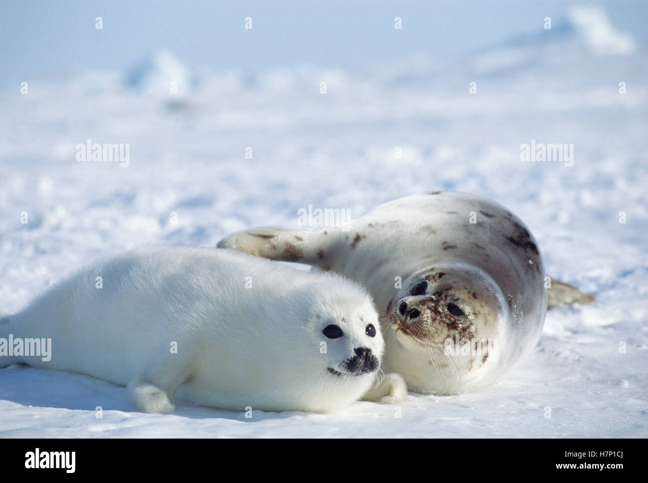 Harp Seal (Phoca groenlandicus) mother and pup, Gulf of St Lawrence, Canada Stock Photo - Alamy
