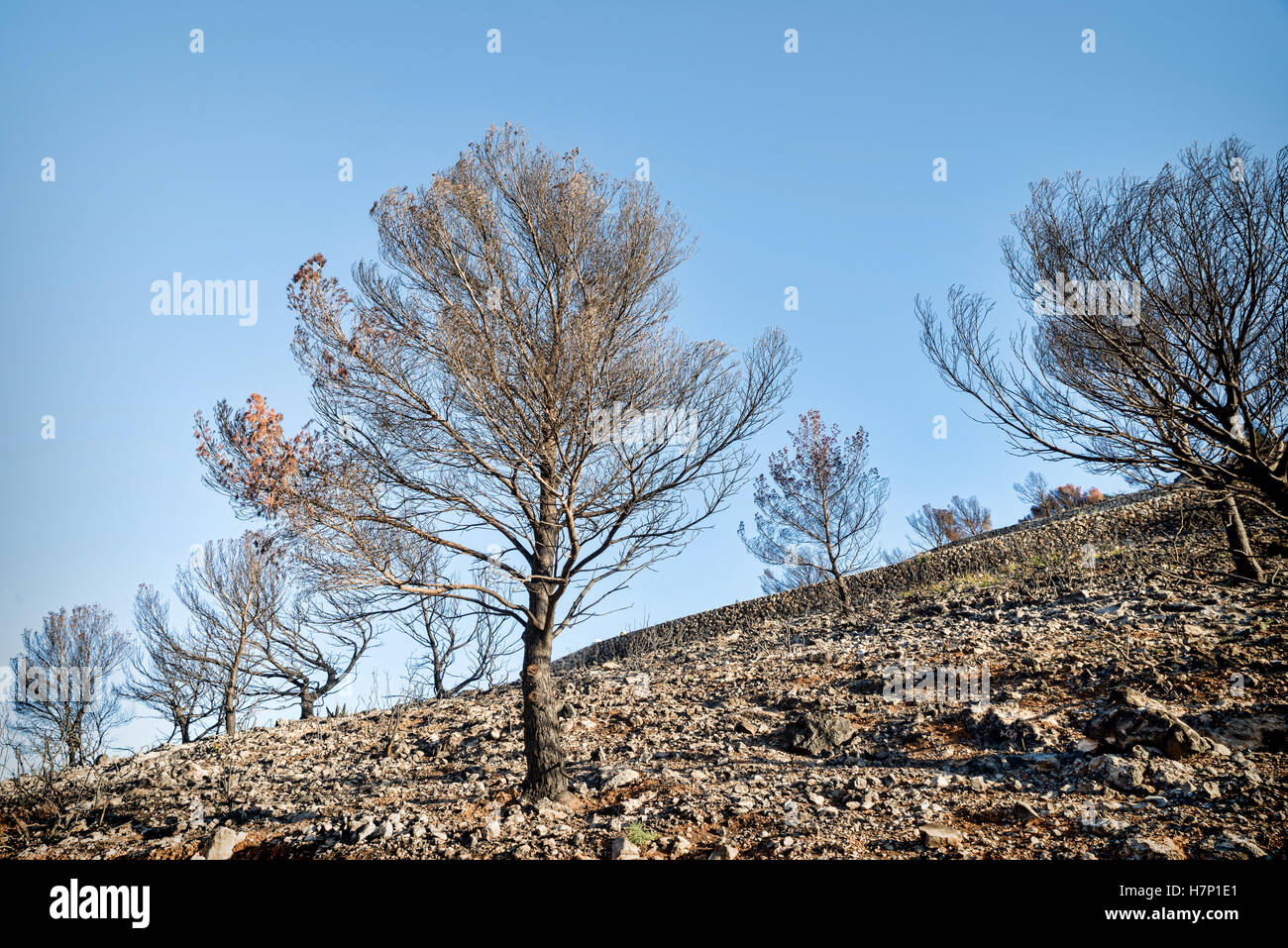 Aftermath of a large forest fire that left a devastated landscape Stock ...