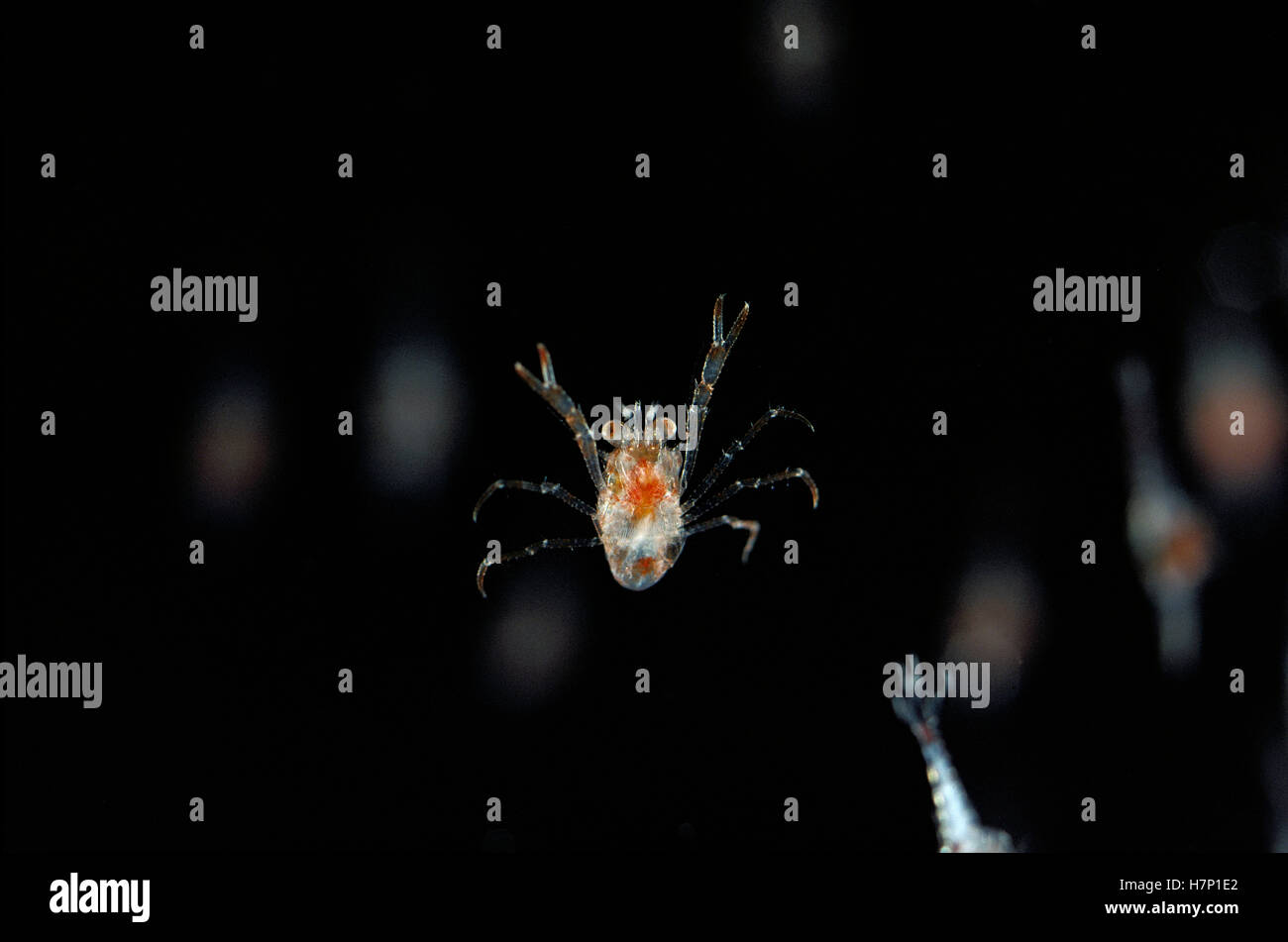 Baby Lobster, Antarctica Stock Photo - Alamy