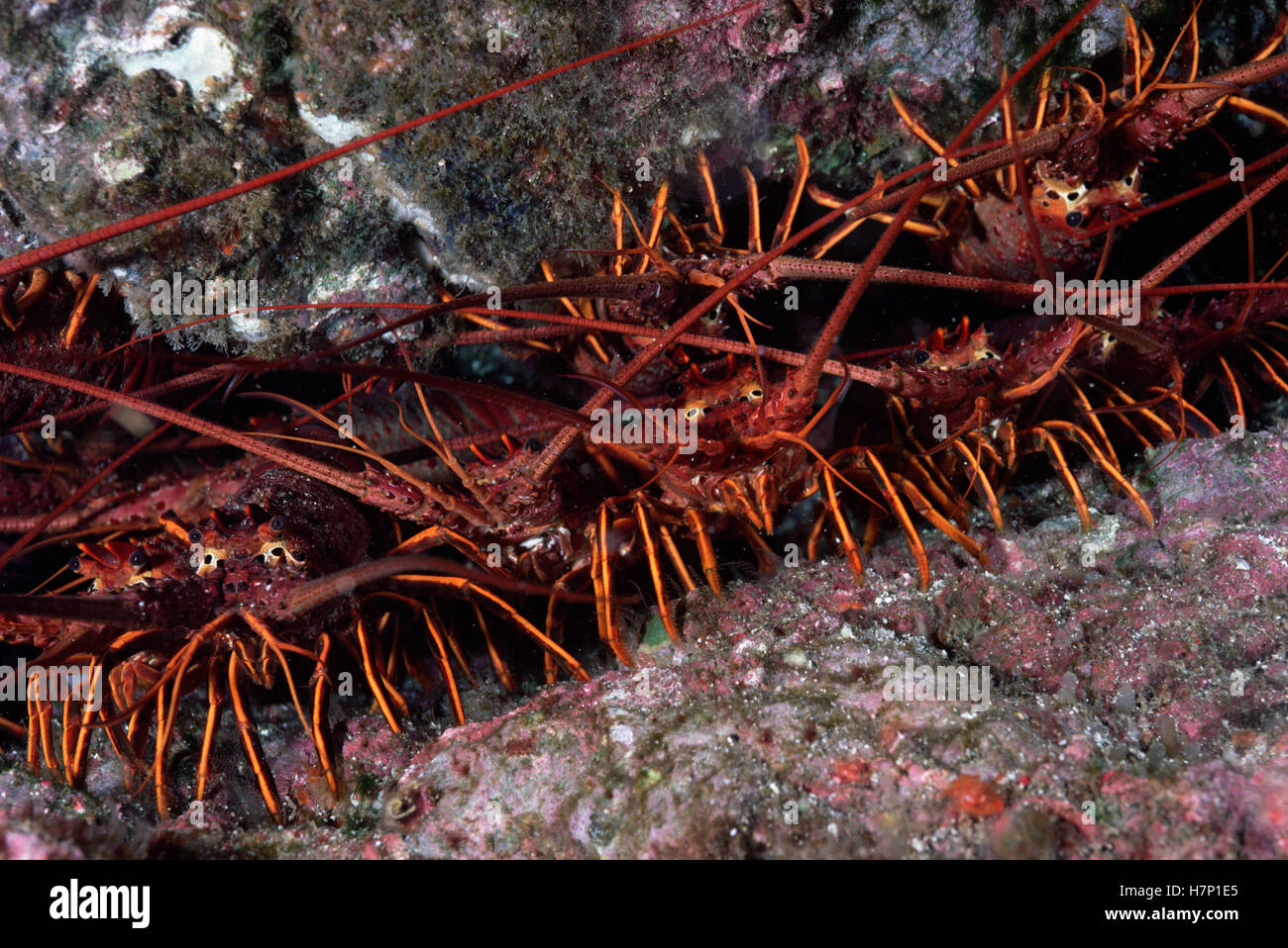 California Spiny Lobster (Panulirus interruptus) group on rocks ...