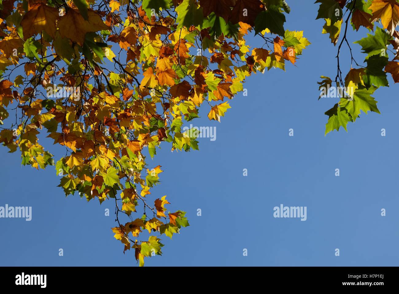 Fall tree leaves hi-res stock photography and images - Alamy