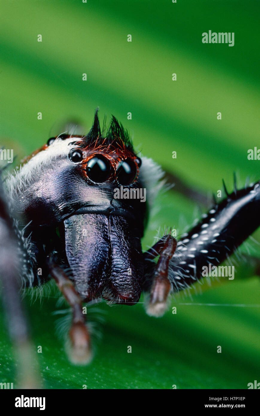 Northern Green Jumping Spider (Mopsus mormon) portrait, Australia Stock ...