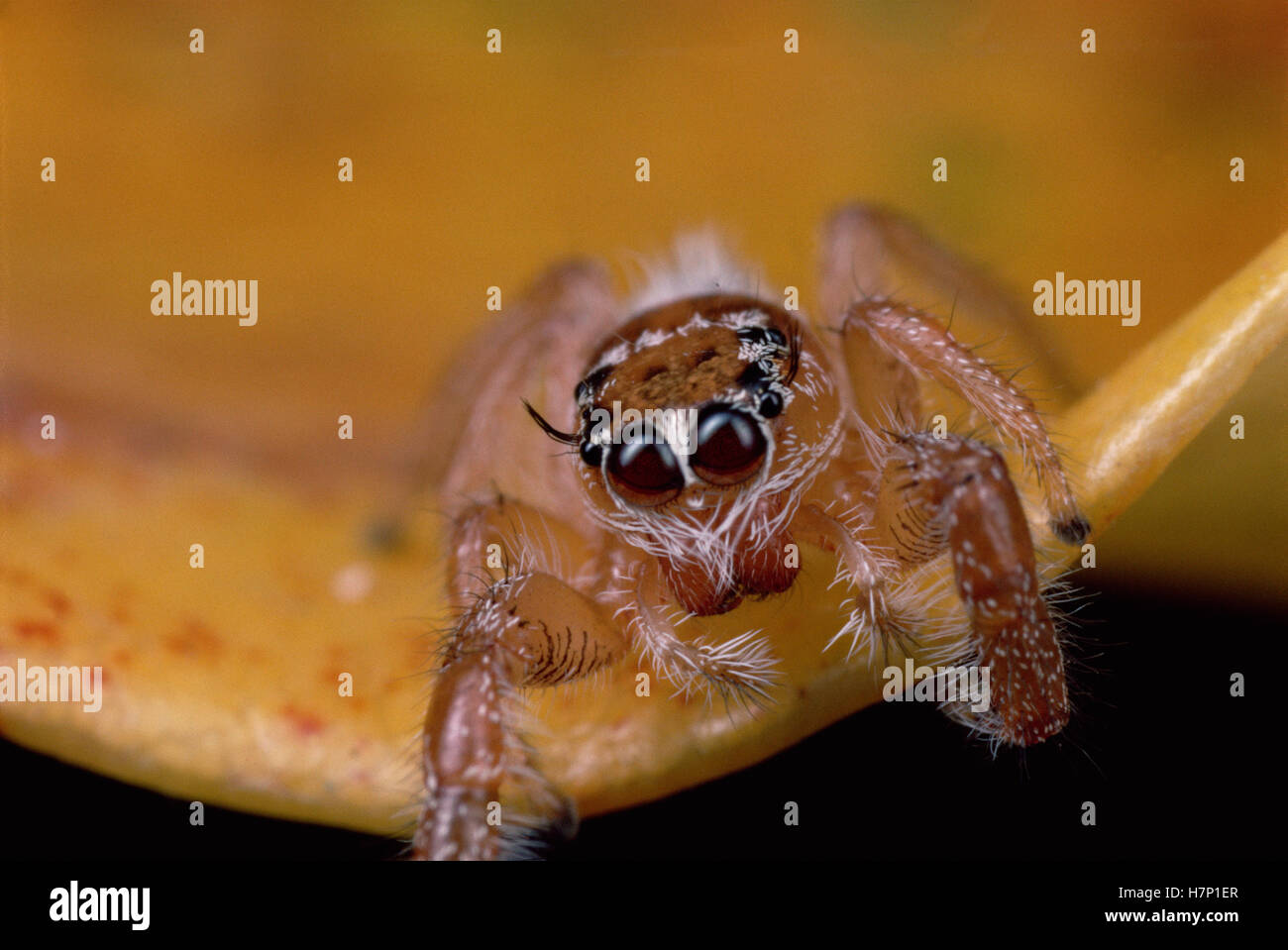 Jumping Spider, possibly of the genus hyllus, portrait, Kenya Stock ...