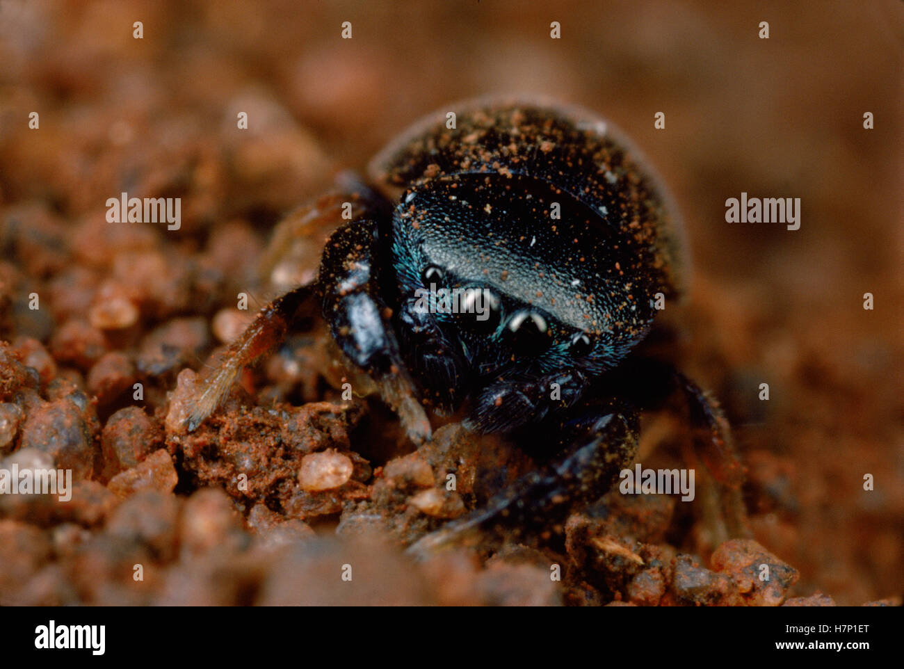 Jumping Spider (Pachyballus cordiformis) mimics a beetle which is a ...