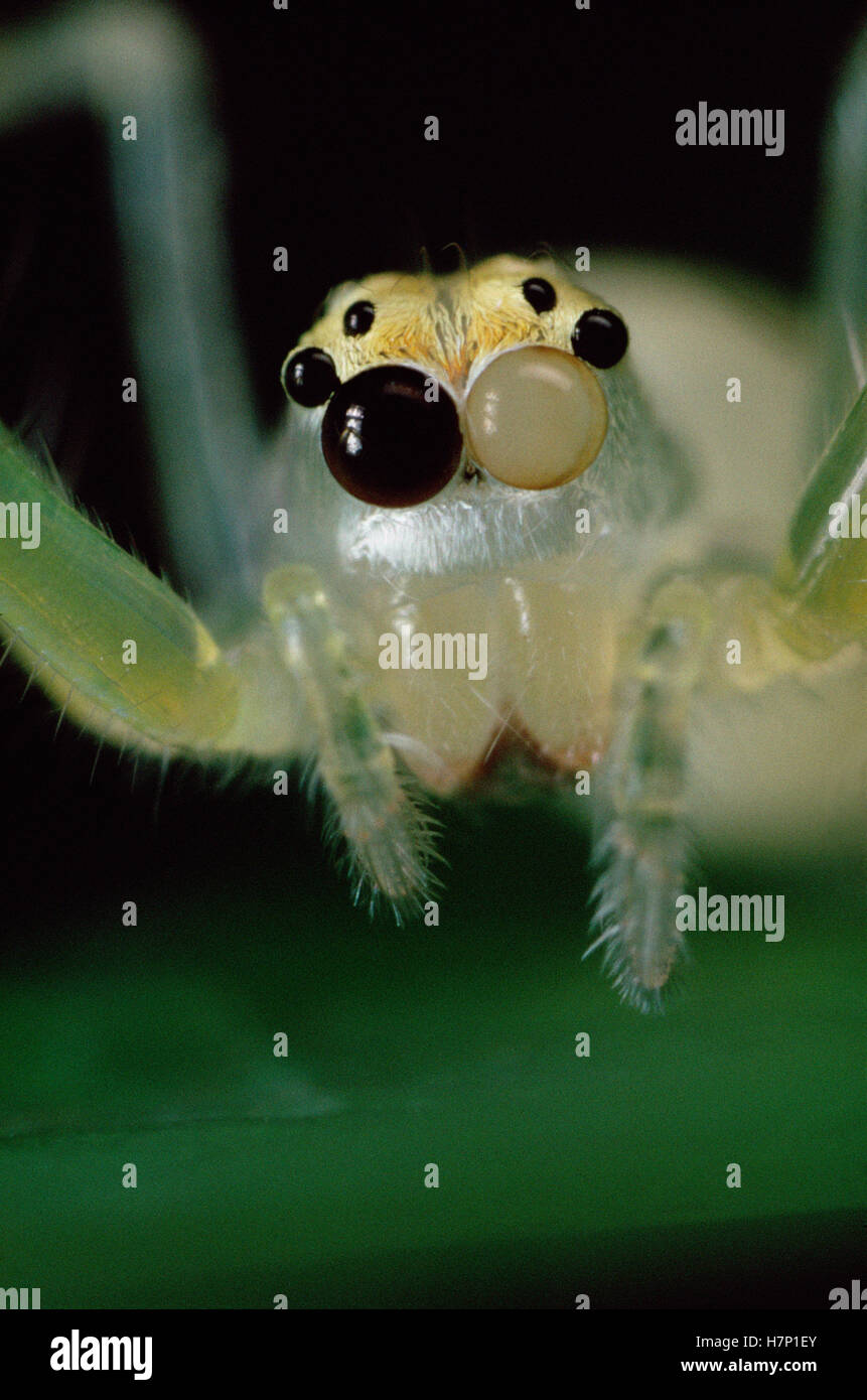 Jumping Spider portrait, color of eyes shows independent movement ...