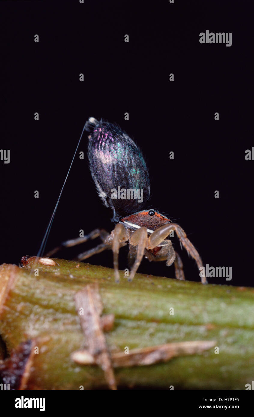 Jumping Spider with silk safety line Stock Photo - Alamy