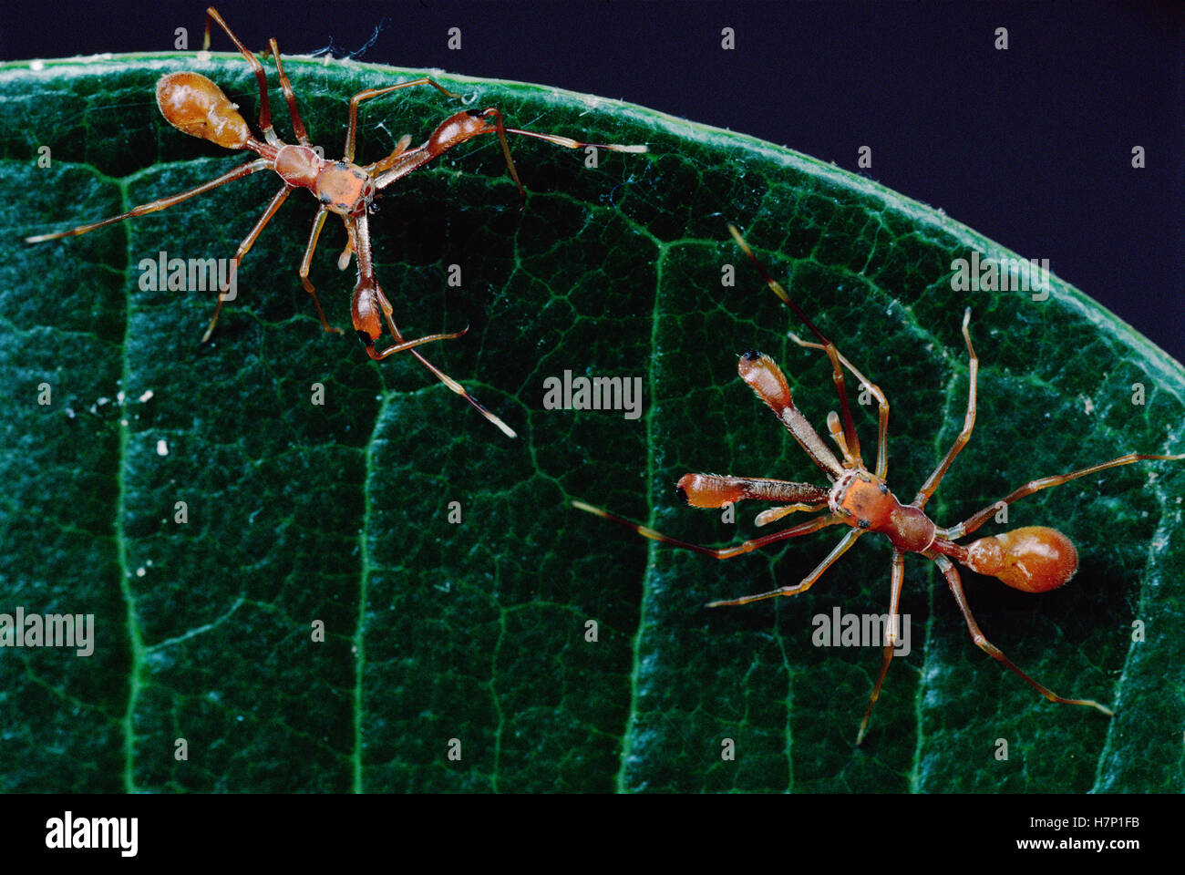 Kerengga Ant-like Jumper (Myrmarachne plataleoides) males fight showing ...