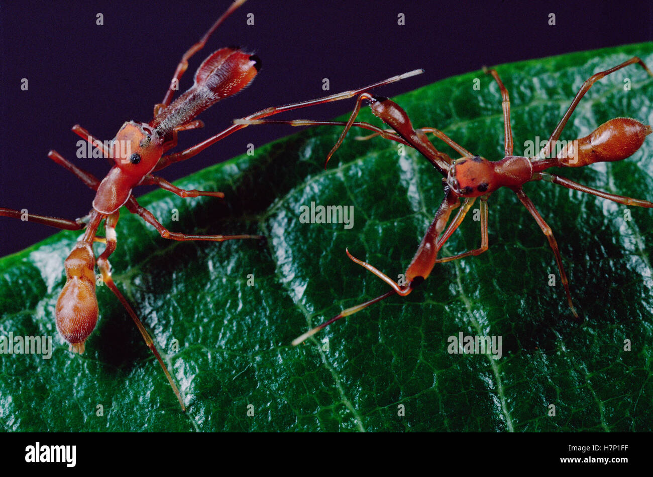 Kerengga Ant-like Jumper (Myrmarachne plataleoides) males fight showing ...