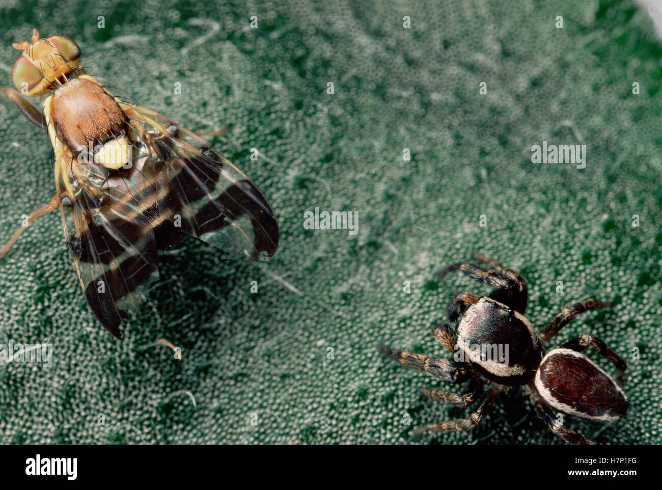 Jumping Spider next to a fruit fly whose hindquarters its coloration ...