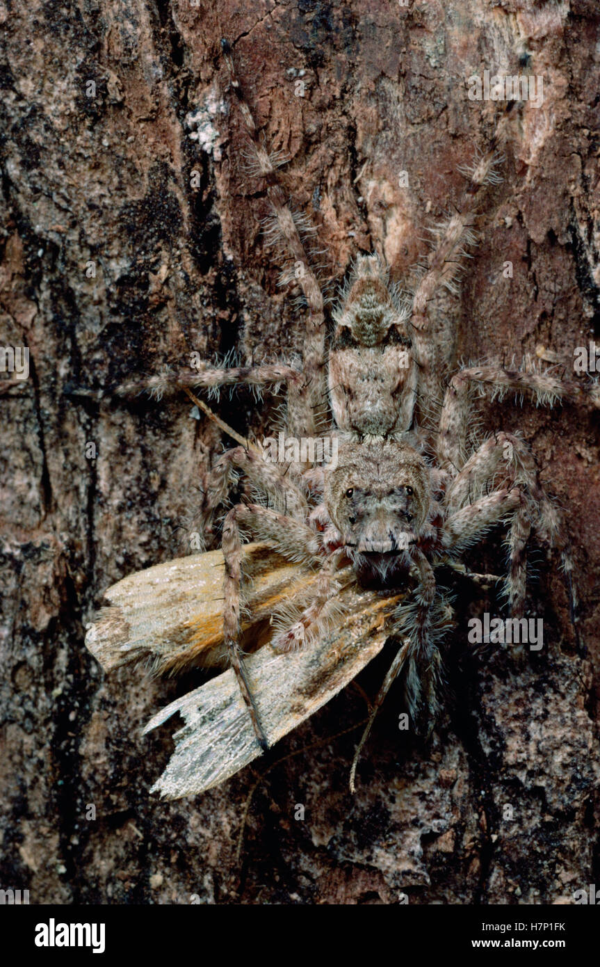 Bark-mimicking Spider catches a Moth, Sri Lanka Stock Photo - Alamy