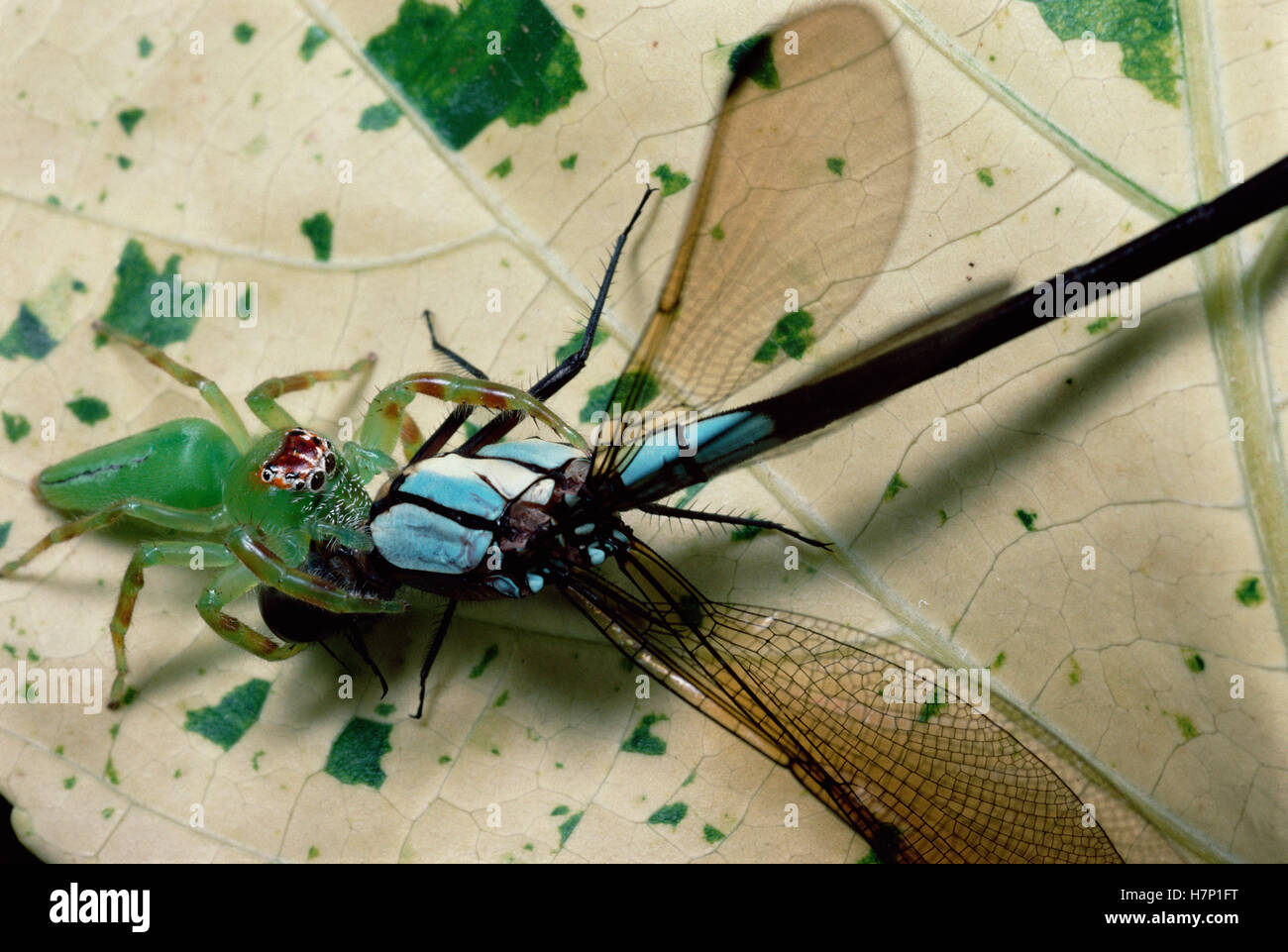 Northern Green Jumping Spider (Mopsus mormon) female strikes a ...
