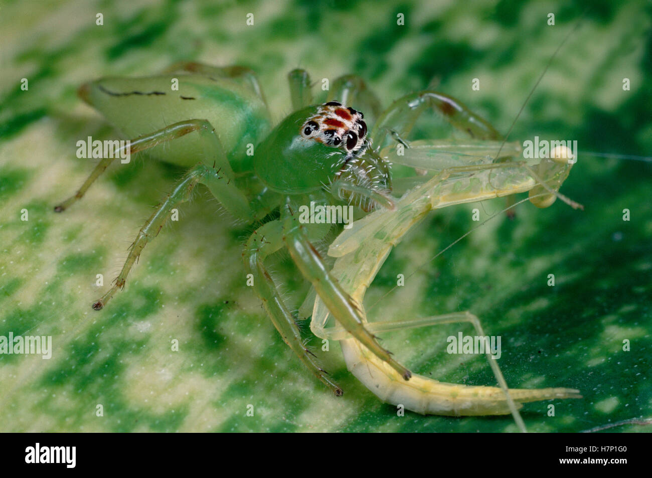 Praying Mantis (Mantis sp) falls prey to a Northern Green Jumping ...