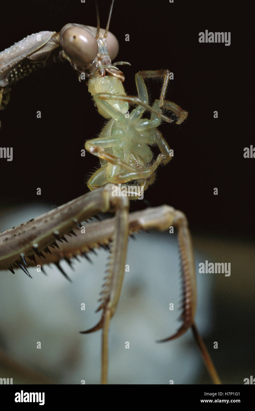 Northern Green Jumping Spider (Mopsus mormon) falls prey to a Mantid ...