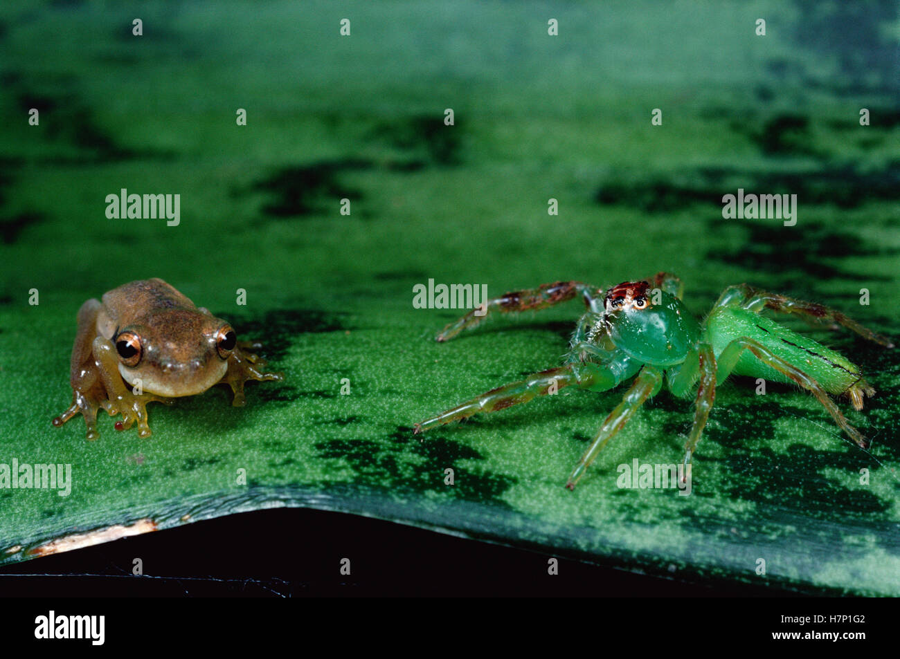 Northern Green Jumping Spider (Mopsus mormon) on leaf with small frog ...