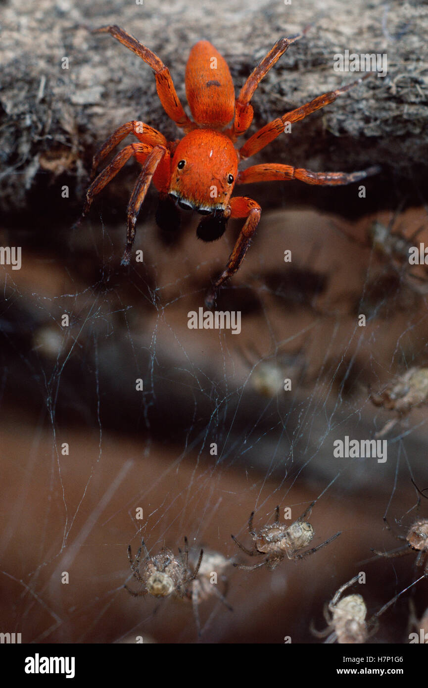 Subterranean jumping spider hunting baby spiders, Kenya Stock Photo - Alamy