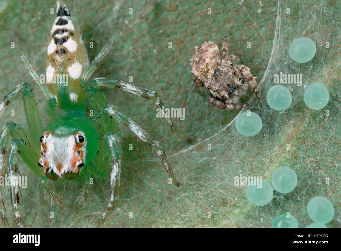 Jumping Spider (Phyaces comosus) mimics the size and movement of wind ...