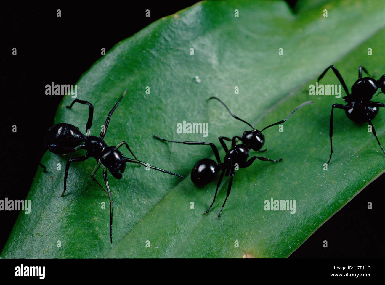 Ant-mimicking Jumping Spider (Myrmarachne sp) on left, count the eight ...