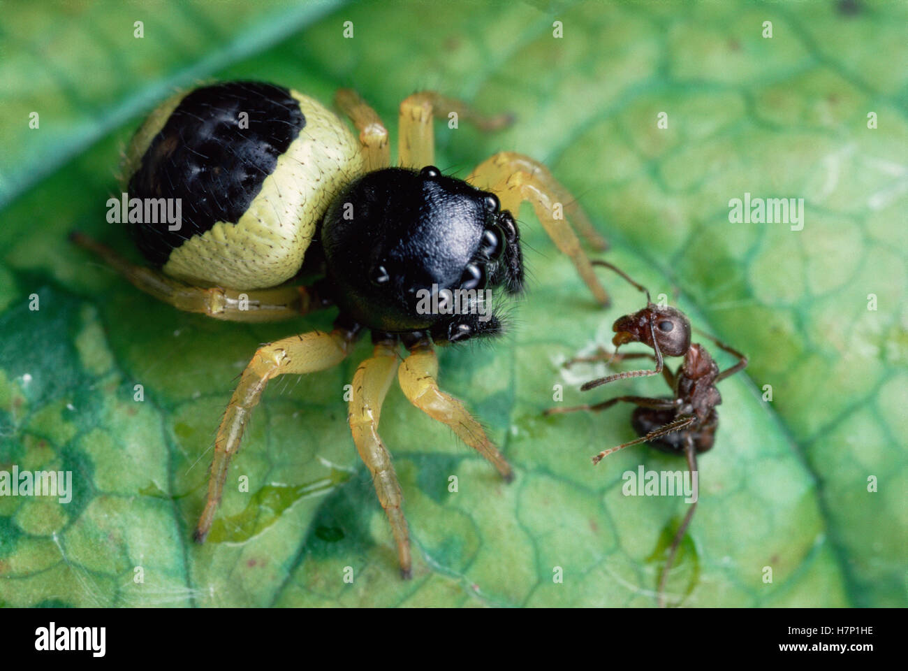 Jumping Spider attacking Ant, Singapore Stock Photo - Alamy