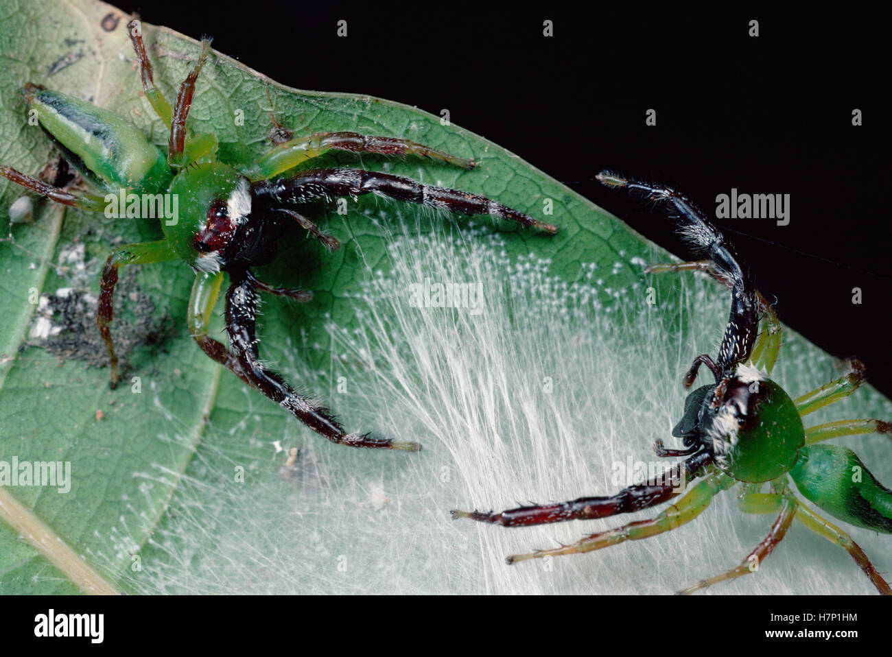 Northern Green Jumping Spider (Mopsus mormon) two males about to fight ...