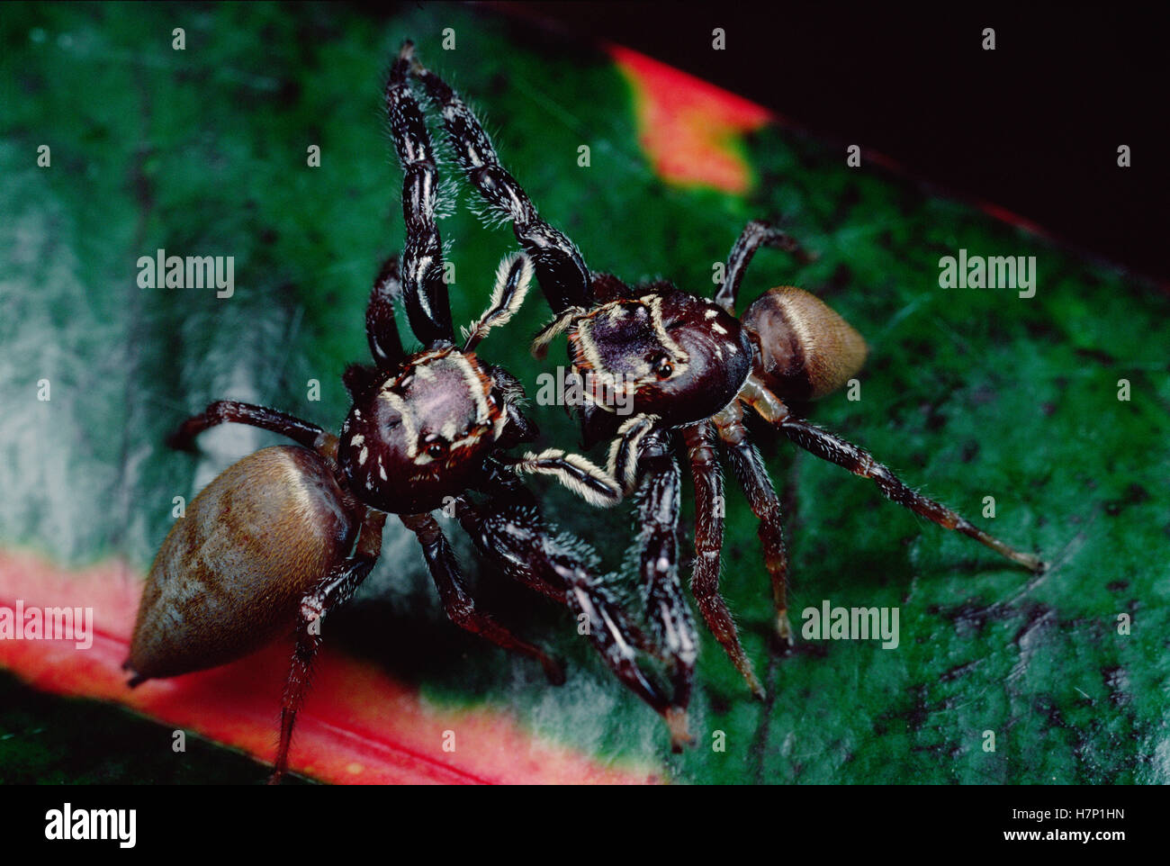 Jumping Spider (Bavia aericeps) two females fighting, Australia Stock ...