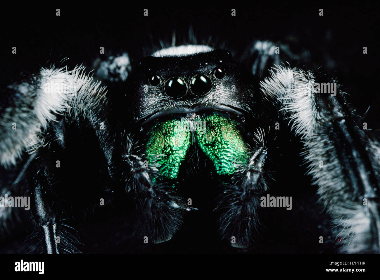 Jumping Spider portrait, Florida Stock Photo - Alamy