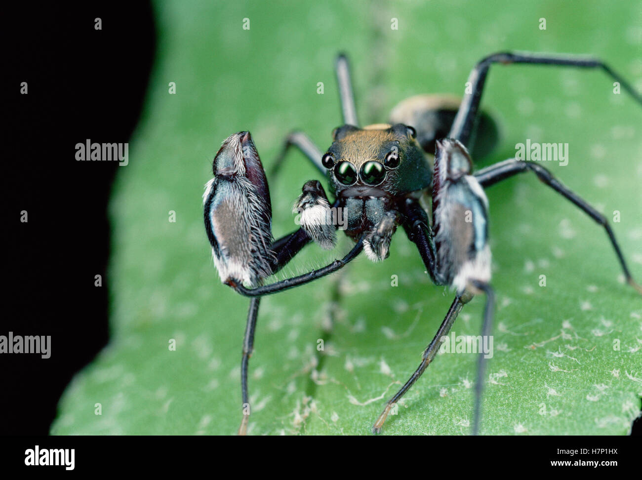 Jumping Spider portrait, Australia Stock Photo - Alamy