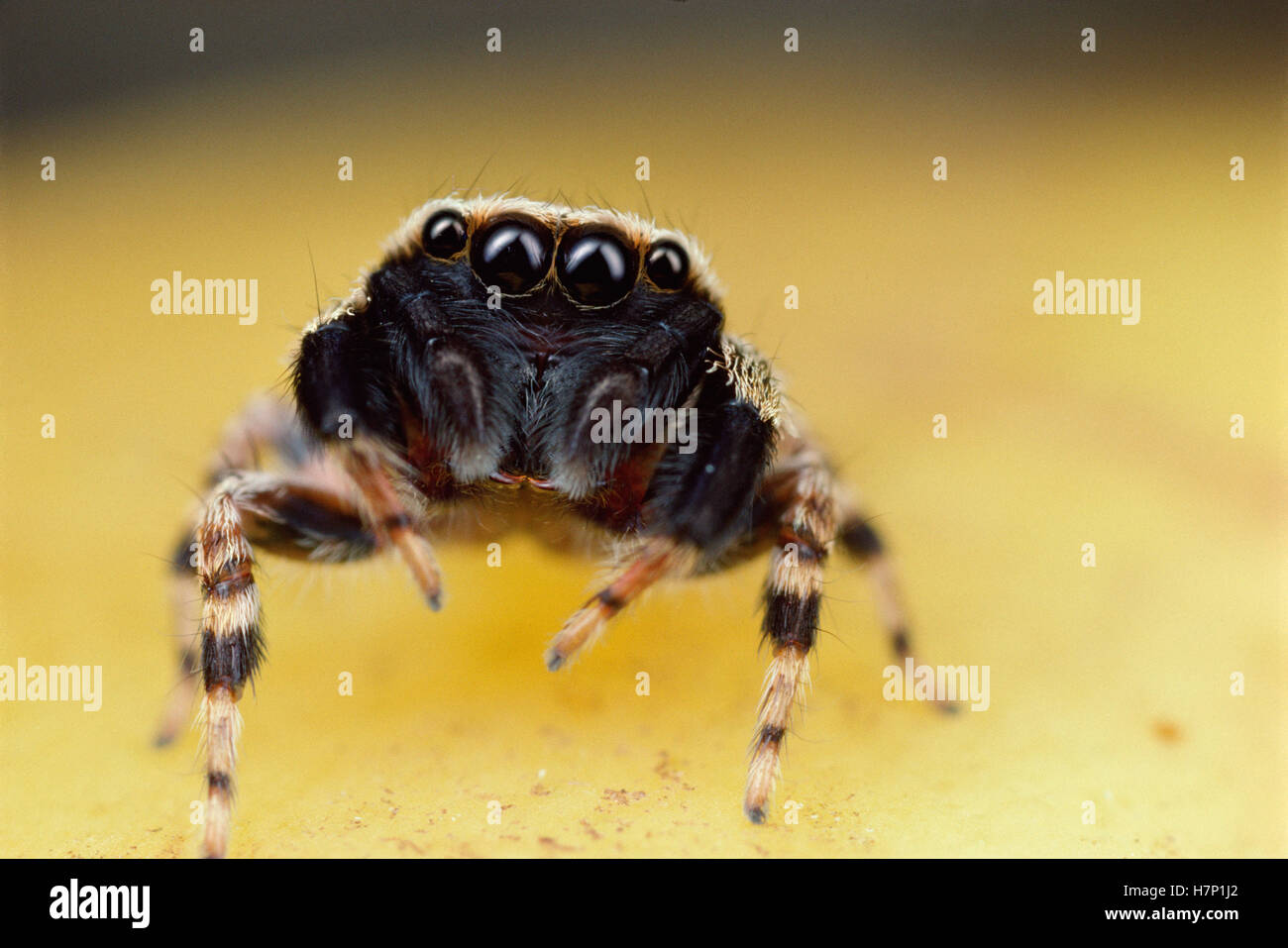 Jumping Spider portrait, Singapore Stock Photo - Alamy