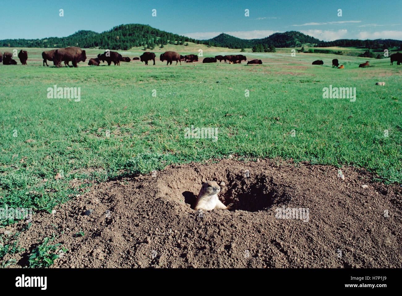 Black-tailed Prairie Dog (Cynomys ludovicianus) in burrow with American ...