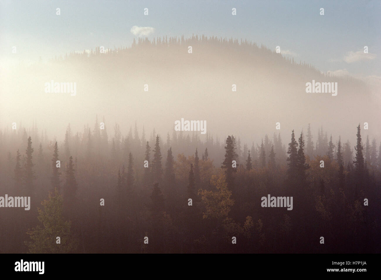 Foggy boreal forest, Denali National Park and Preserve, Alaska Stock ...