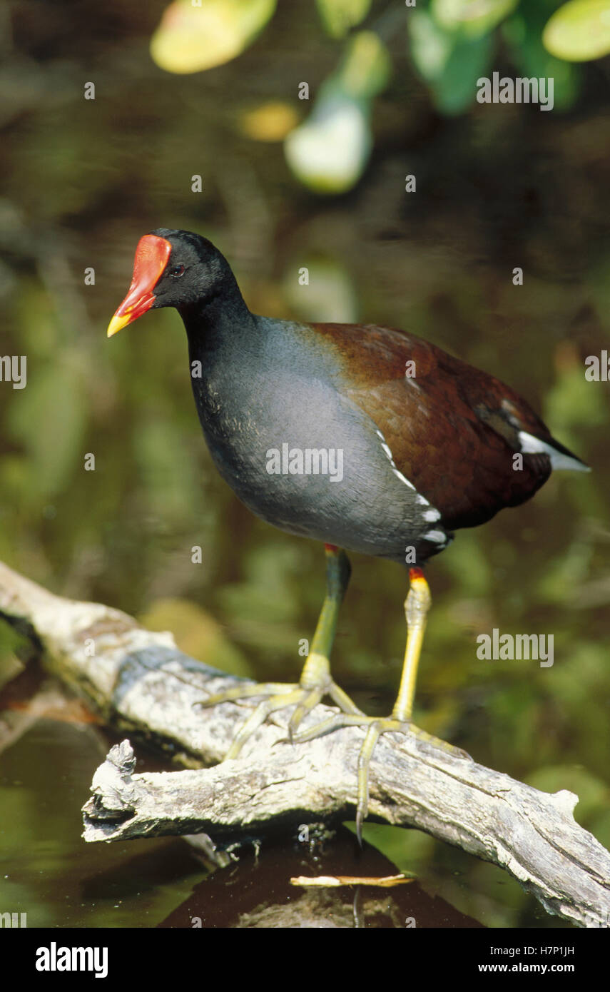 Common Moorhen (Gallinula chloropus), Florida Stock Photo - Alamy