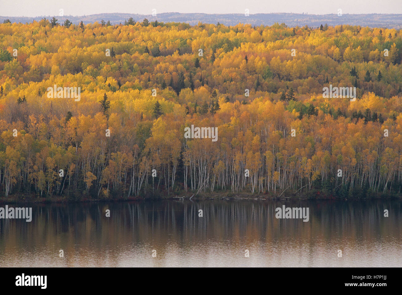 Autumn foliage, Boundary Waters Canoe Area Wilderness, Minnesota Stock ...