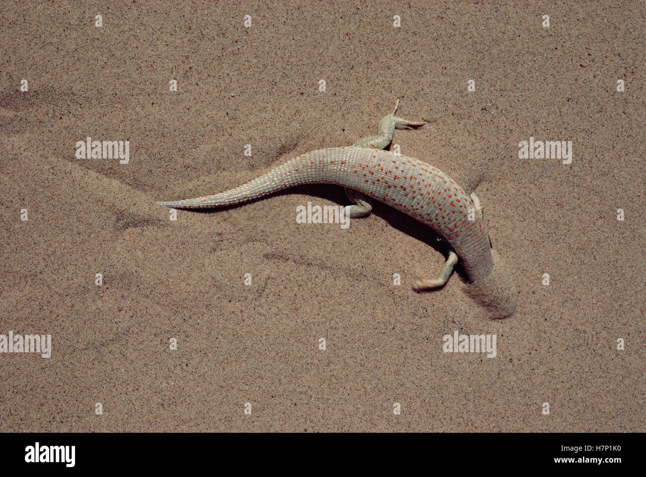 Lizard burrowing into the sand, Namibia Stock Photo - Alamy