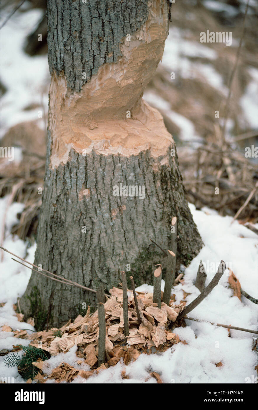 American Beaver (Castor canadensis) chewed tree, Minnesota Stock Photo ...