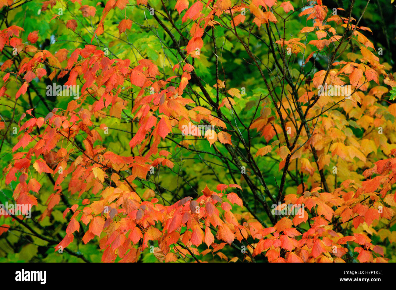 Autumn leaves, Minnesota Stock Photo - Alamy