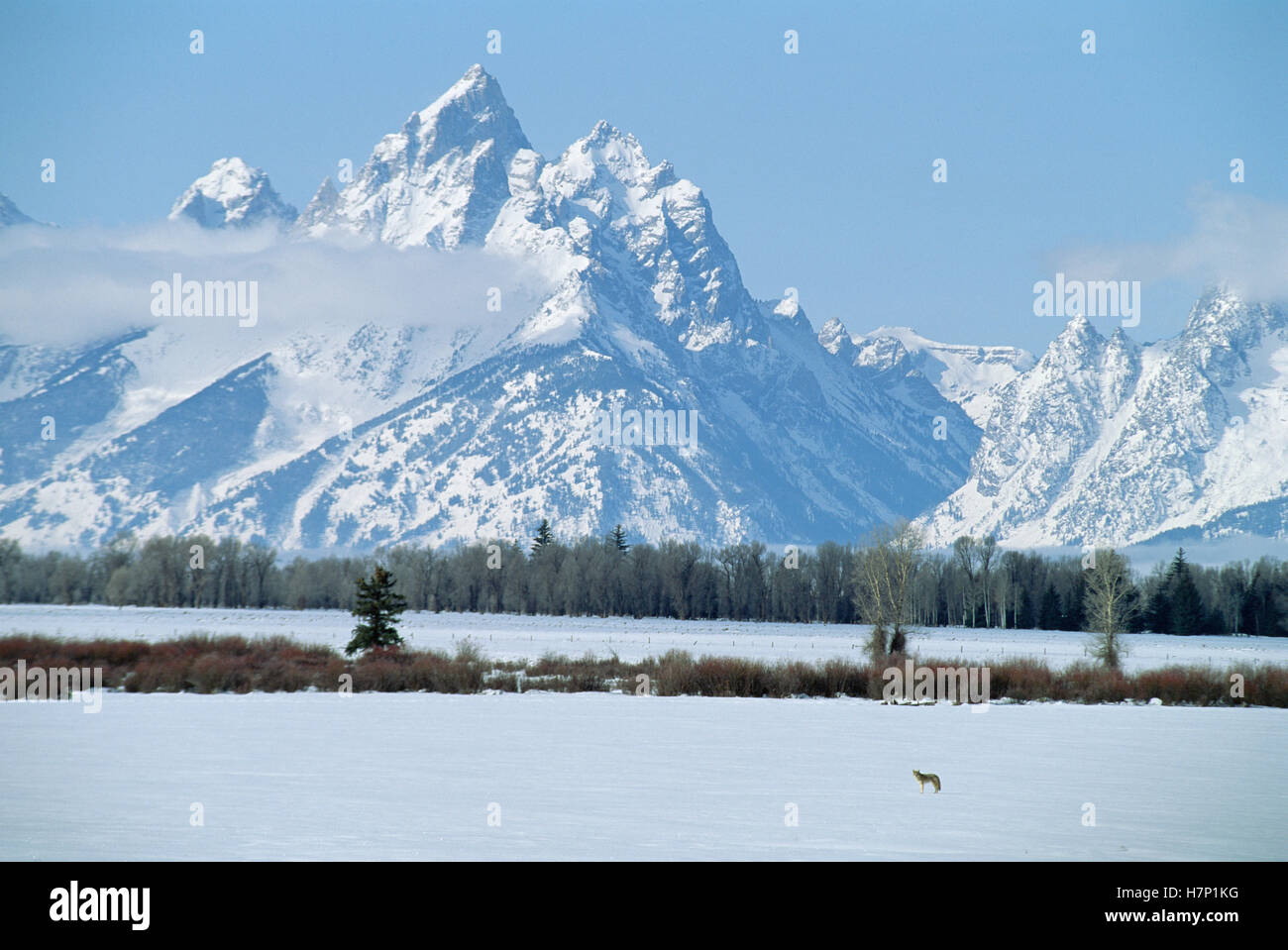 Coyote (Canis latrans) in snowy landscape, Grand Teton National Park ...