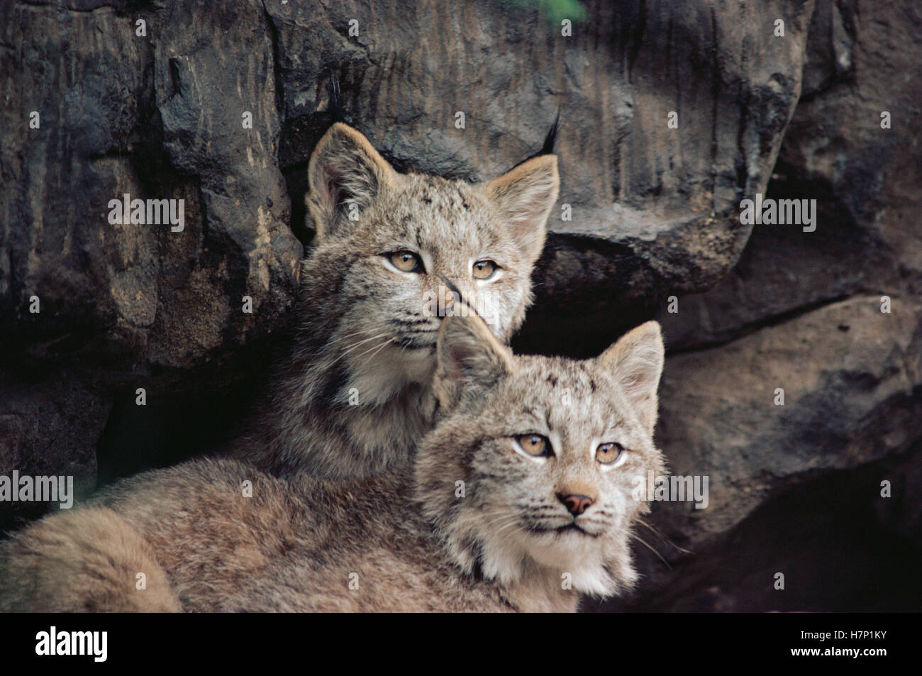Canada Lynx (Lynx canadensis) kittens, North America Stock Photo - Alamy