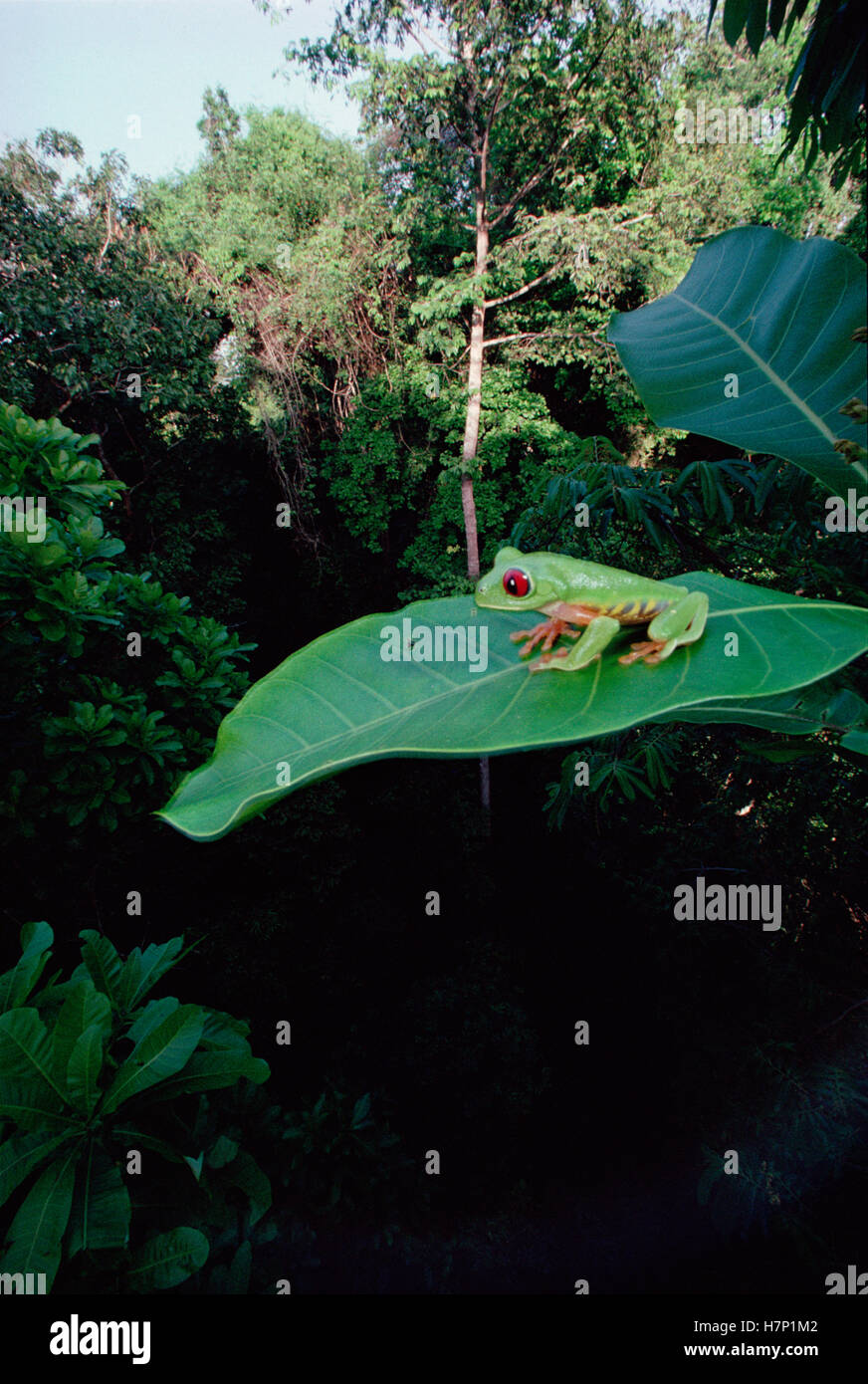 Red-eyed Tree Frog (Agalychnis callidryas) sitting on a leaf, Barro ...
