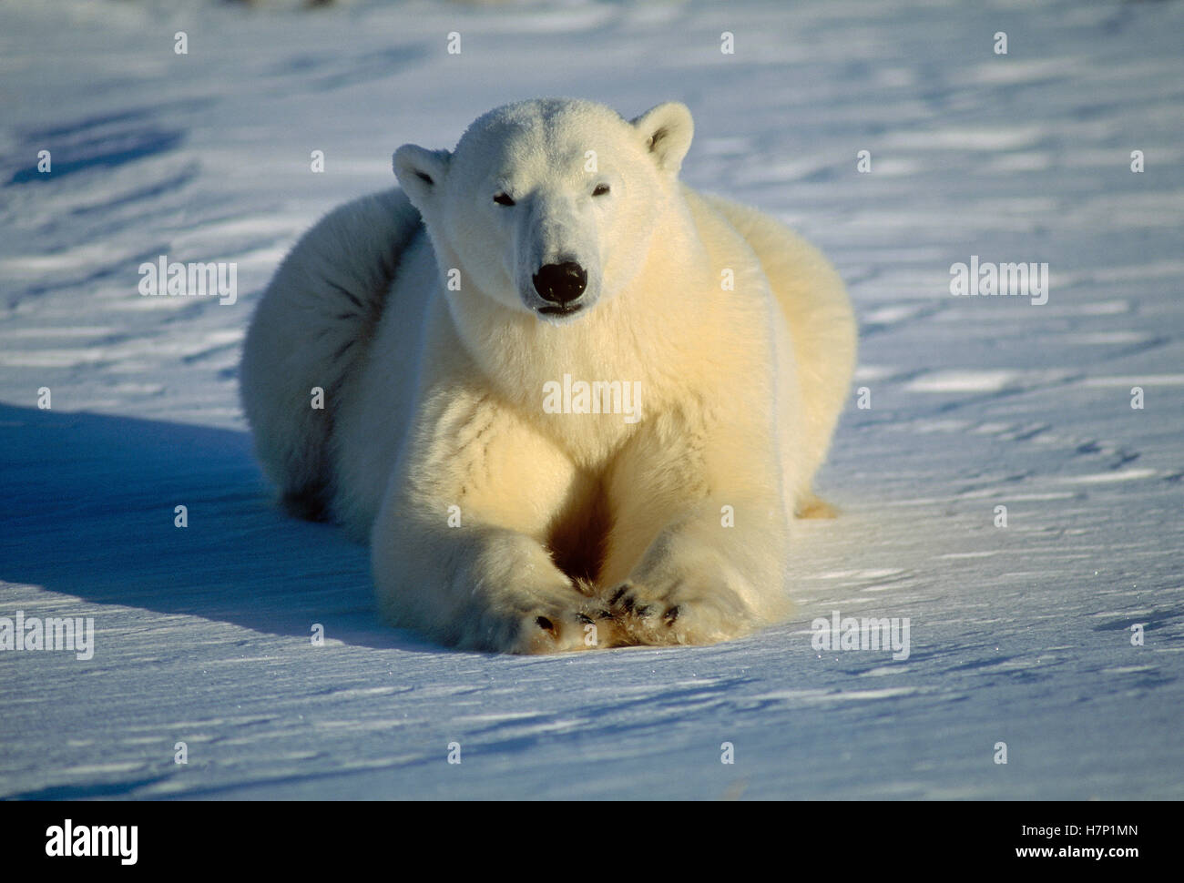 Polar Bear (Ursus maritimus) portrait, Churchill, Manitoba, Canada Stock Photo - Alamy
