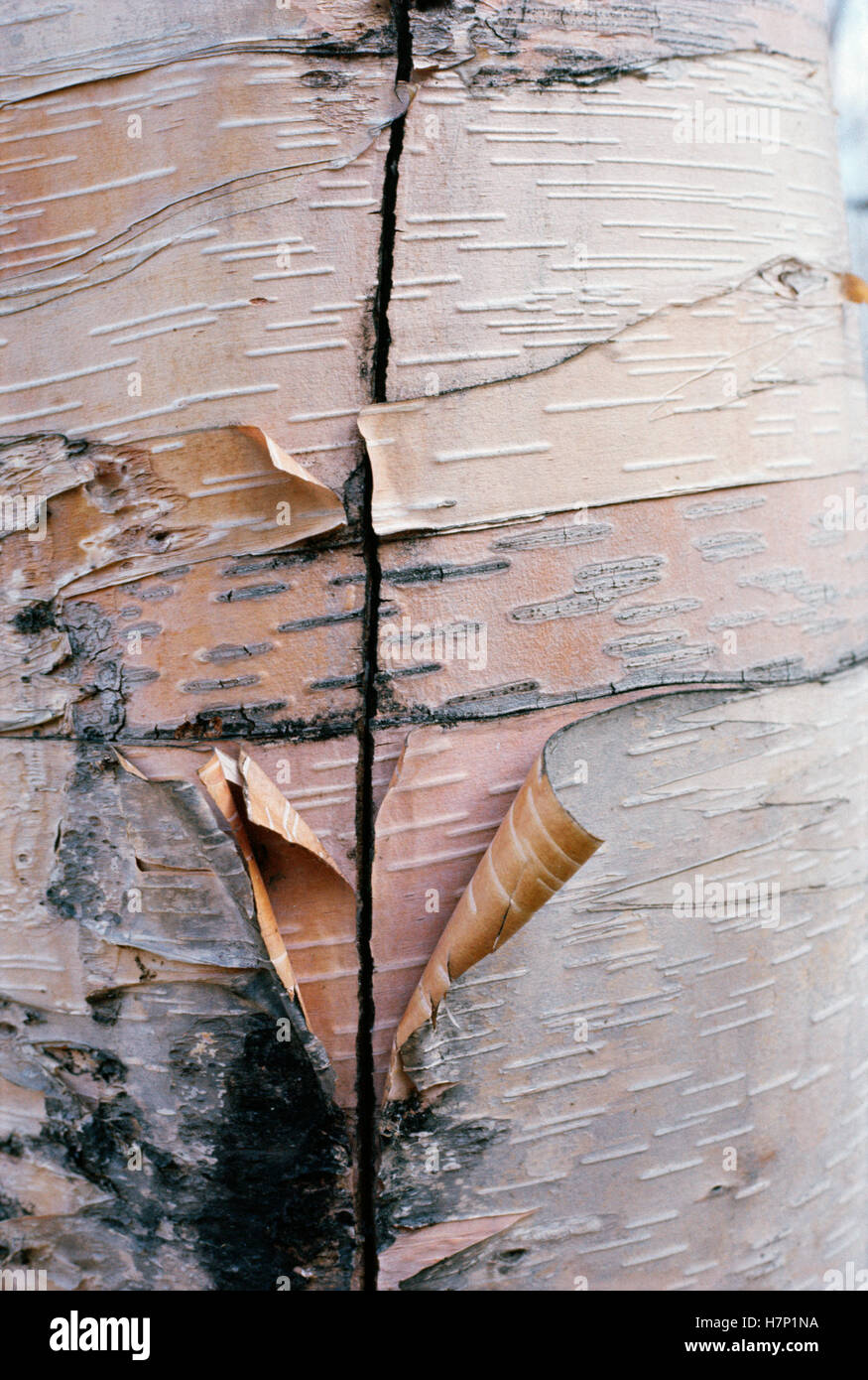 Paper Birch (Betula papyrifera) bark, Minnesota Stock Photo - Alamy