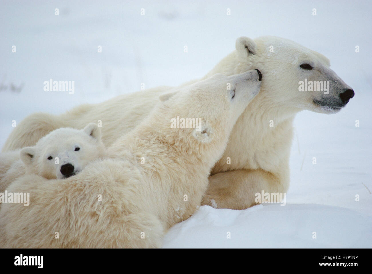Polar Bear (Ursus maritimus) cub nuzzling mother, Churchill, Manitoba, Canada Stock Photo - Alamy
