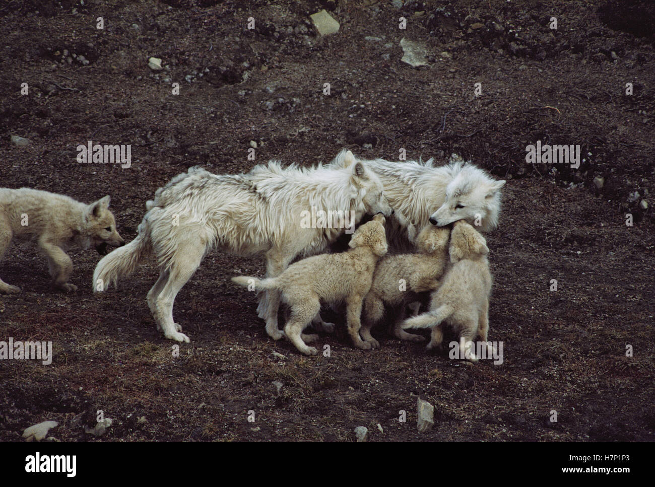 Arctic Wolf (Canis lupus) pups begging for food, Ellesmere Island ...