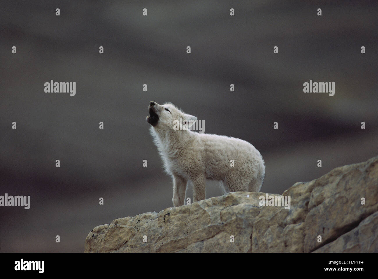 Arctic Wolf (Canis lupus) pup howling, Ellesmere Island, Nunavut ...