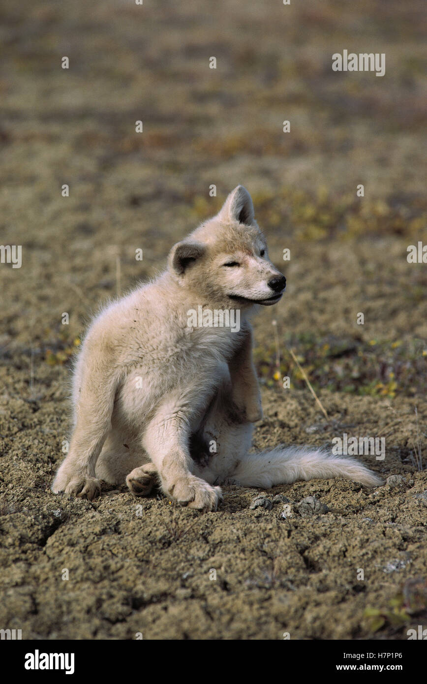 Arctic Wolf (Canis lupus) pup scratching itself, Ellesmere Island ...