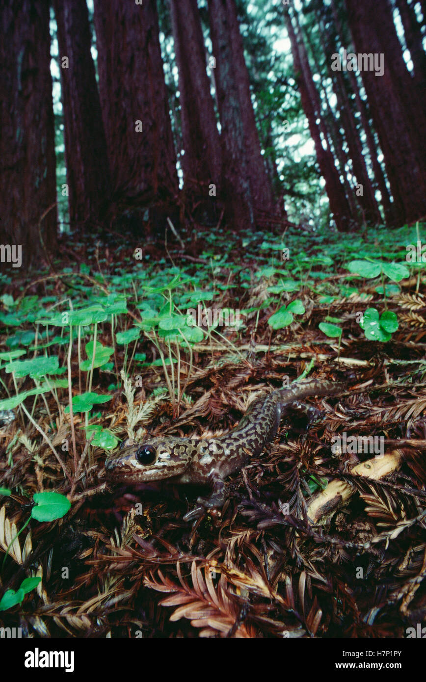Pacific Giant Salamander (Dicamptodon ensatus) in Coast Redwood ...