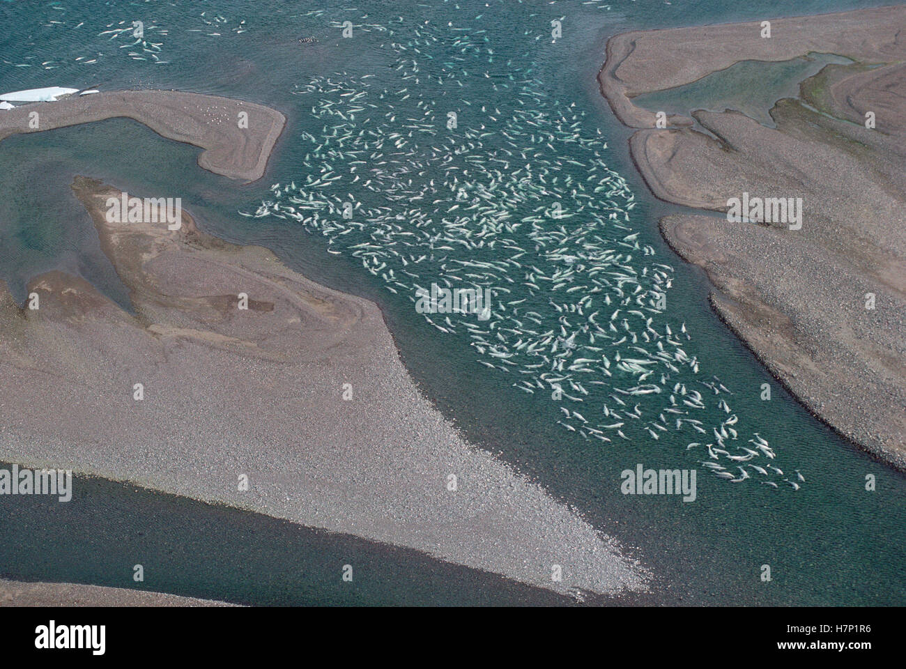 Beluga (Delphinapterus leucas) whale, hundreds swim and molt in ...
