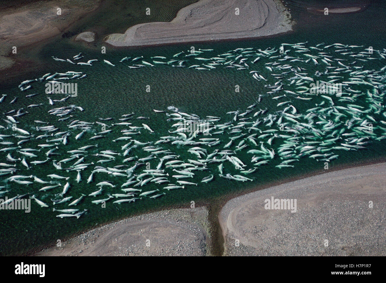 Beluga (Delphinapterus leucas) hundreds swim and molt in freshwater ...