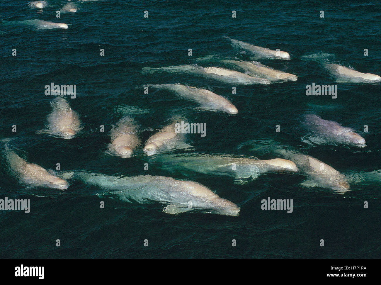 Beluga (Delphinapterus leucas) whale, group surfacing, Cunningham Inlet ...