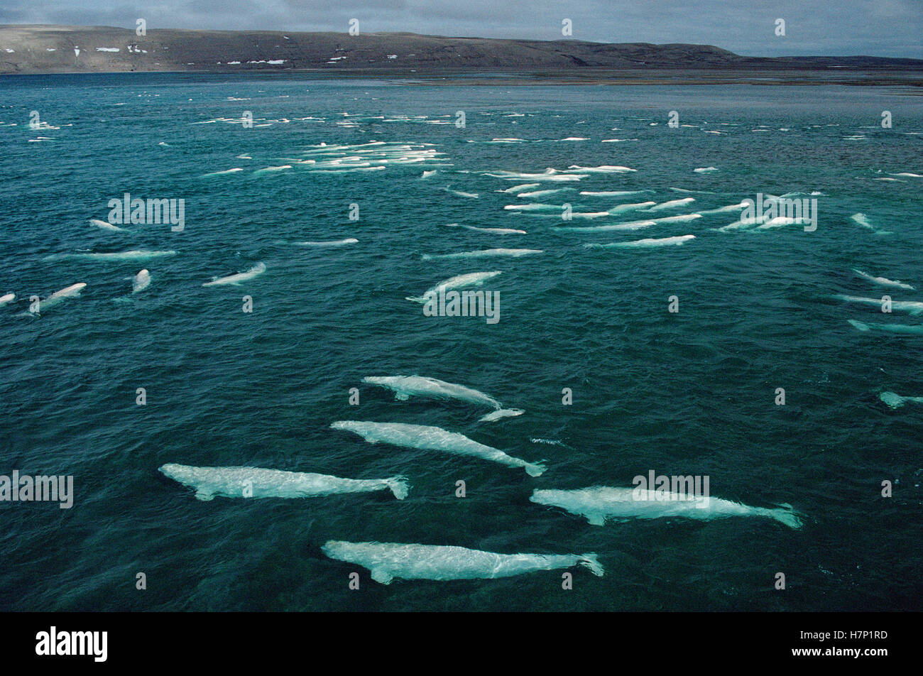 Beluga (Delphinapterus leucas) group swimming and molting, Cunningham ...